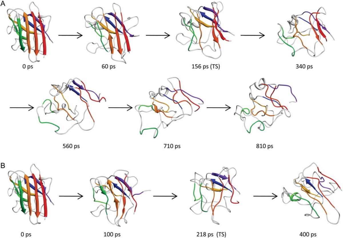 Protein Folding-Unfolding Pathways – Daggett Research Group