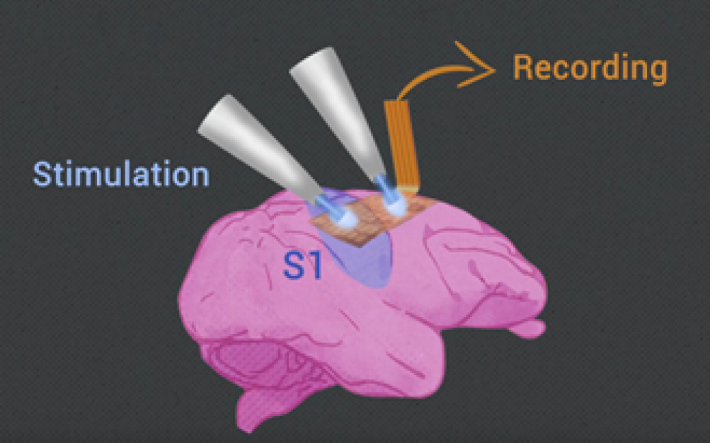 Watch the video abstract of our eLife paper on how neural stimulation ...